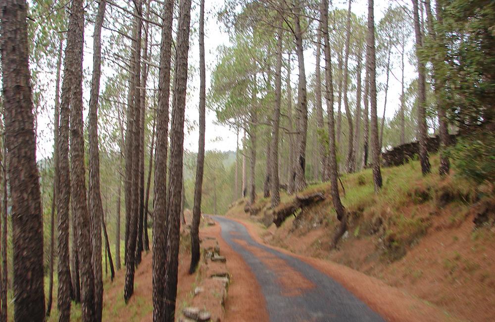 Binsar Travel Guide - Binsar Tourism Bird Wildlife Sanctuary Tours