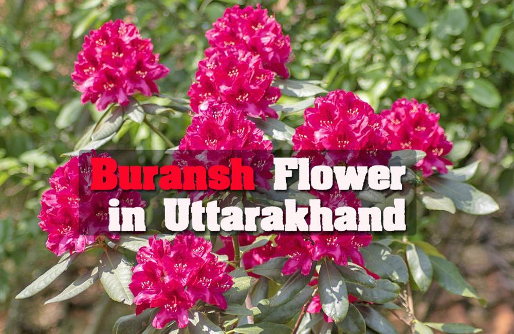 Buransh Flowers in Uttarakhand - Rhododendron Flower Health Benefits, Uses