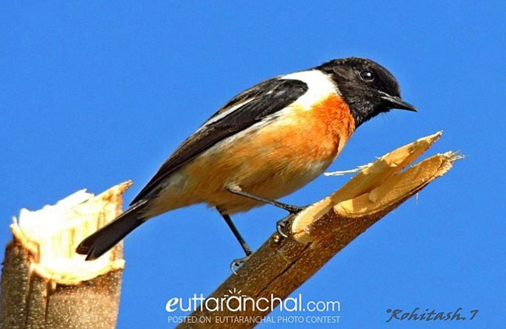 Devalsari Near Mussoorie - Devalsari best spot for Butterfly and Bird ...