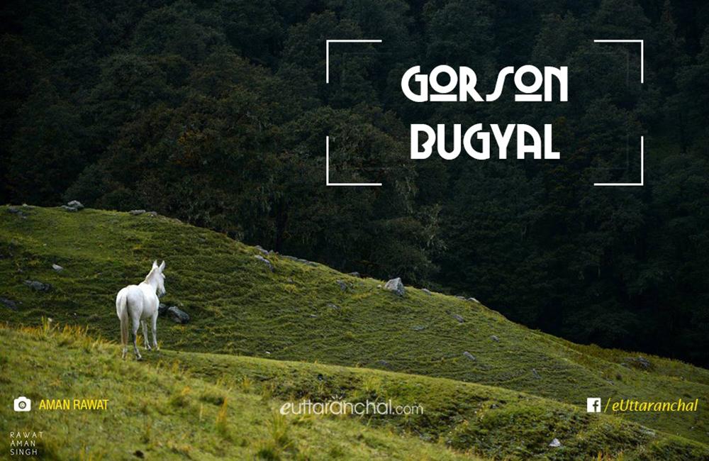 Gurson Bugyal Trekking Guide - Auli Gorson Bugyal Trek Information