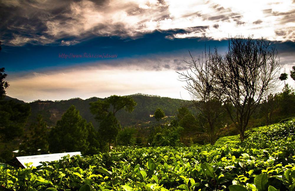Kausani Tea Garden Tourist Attraction - How to Reach Kausani Tea Estate